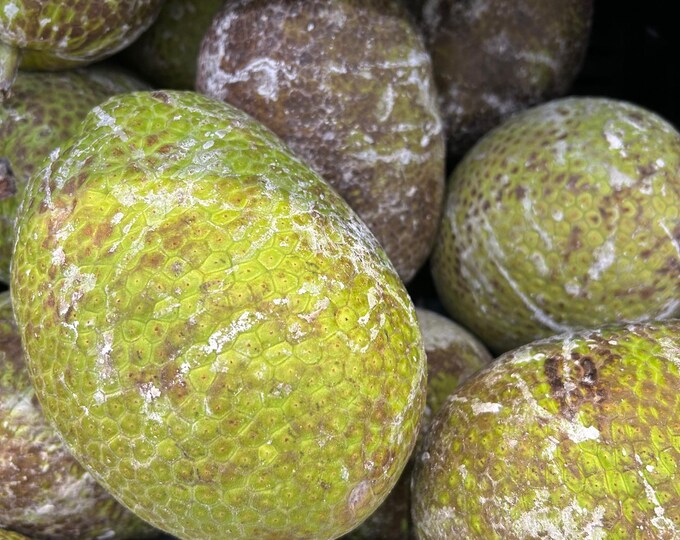 Fresh Breadfruit (2 Fruit) Ulu the Actual Fruit - Etsy