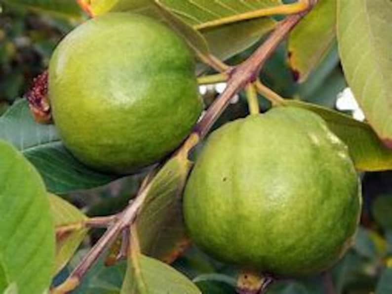 Fresh Thai Guava 6 LBS The Actual Fruit Jamfal | Etsy
