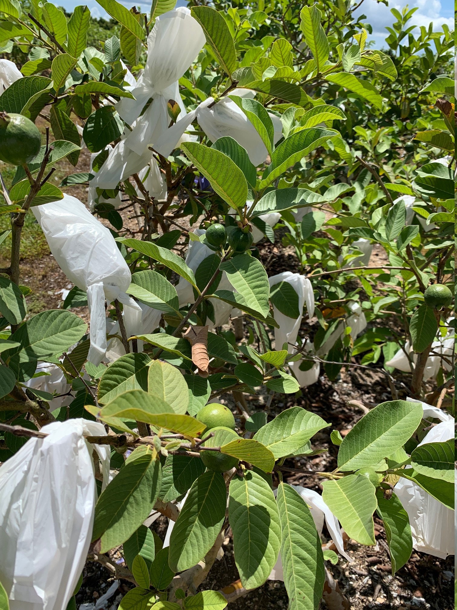 Fresh Thai Guava 5 LBS the Actual Fruit Jamfal - Etsy Hong Kong