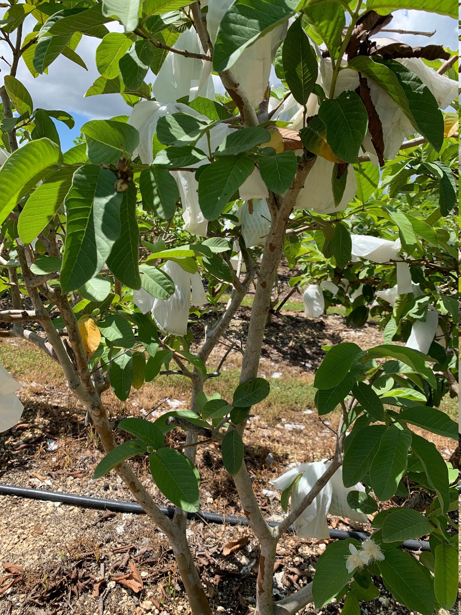 Fresh Thai Guava 5 LBS the Actual Fruit Jamfal - Etsy Singapore