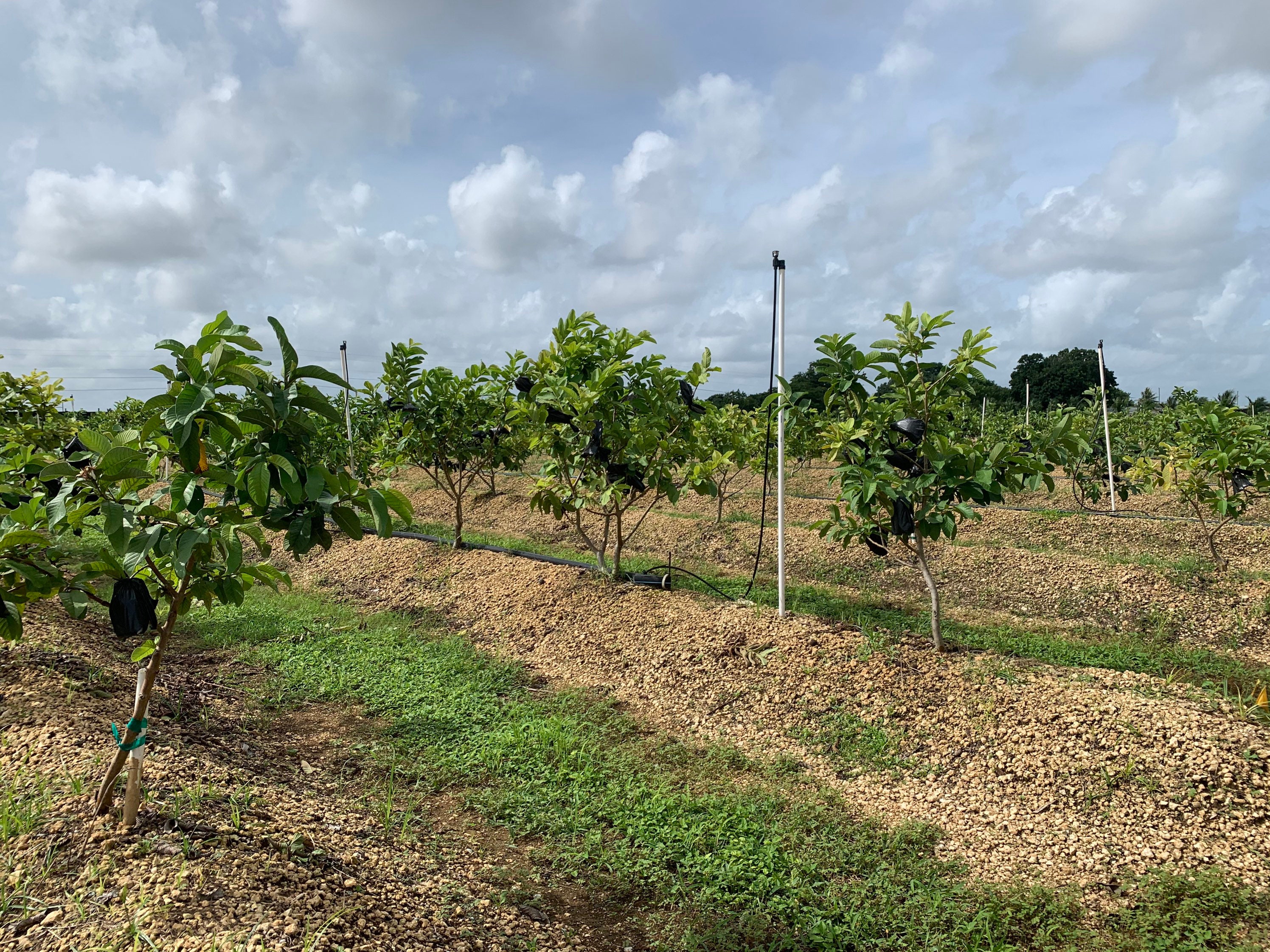 Fresh Thai Guava 5 LBS the Actual Fruit Jamfal - Etsy Singapore