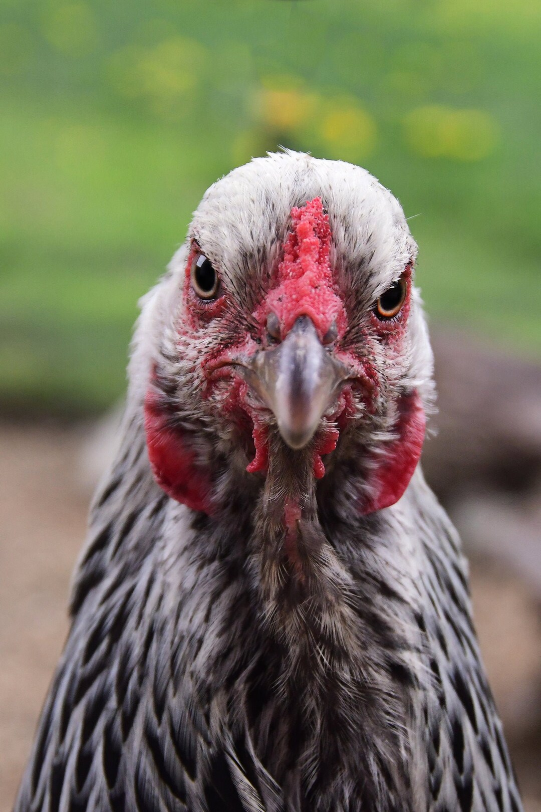Set of 25 Cards Showing a Judgy Black and White Brahma Chicken - Etsy