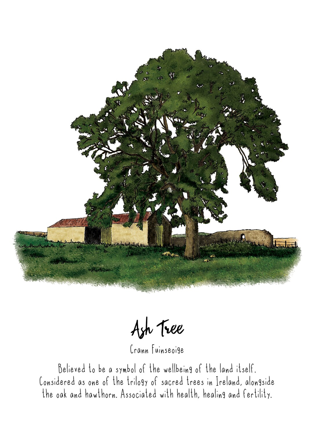 A3 Art Prints - Ash Tree - Native Trees of Ireland - Irish Trees ...