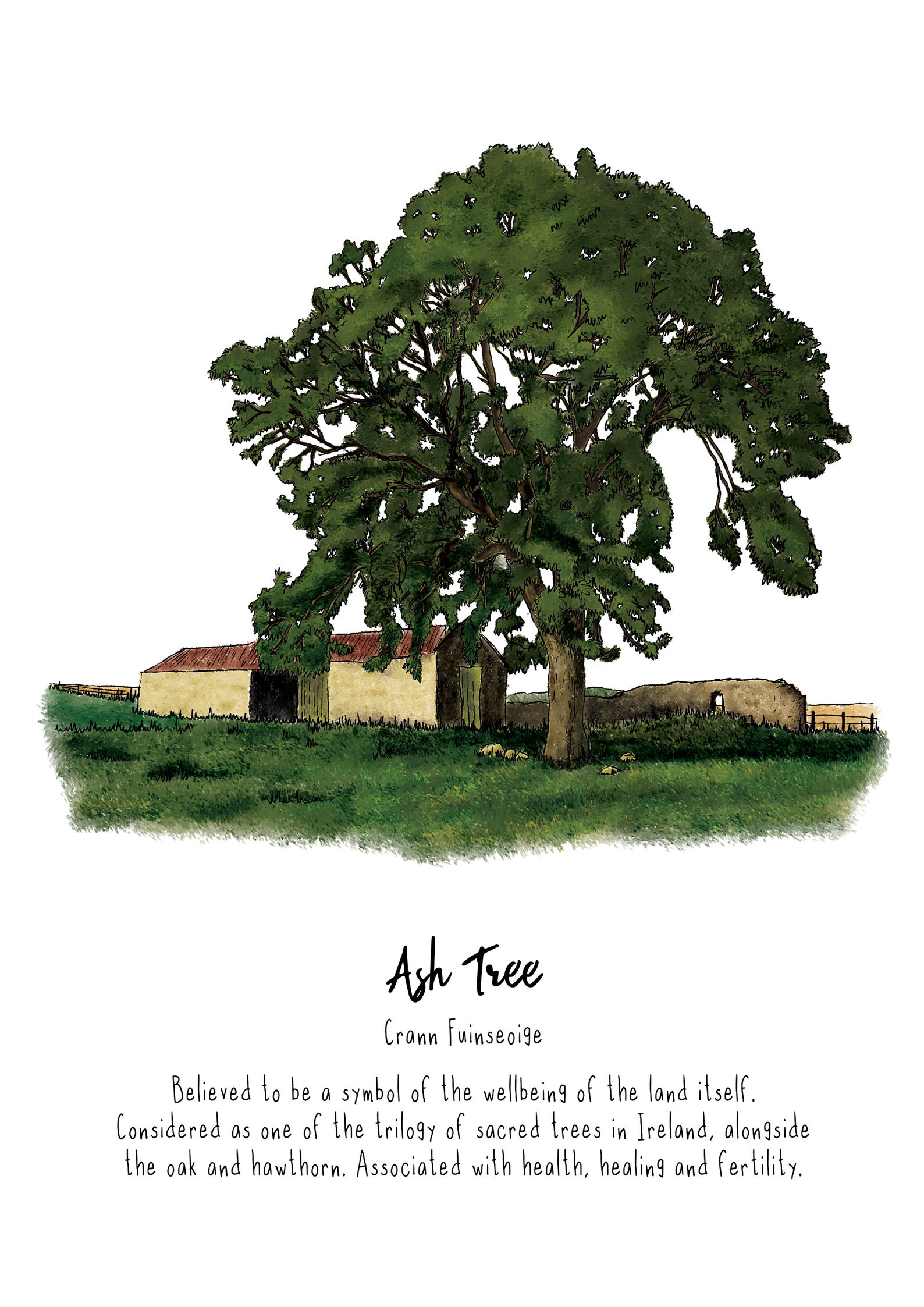 A3 Art Prints - Ash Tree - Native Trees of Ireland - Irish Trees ...