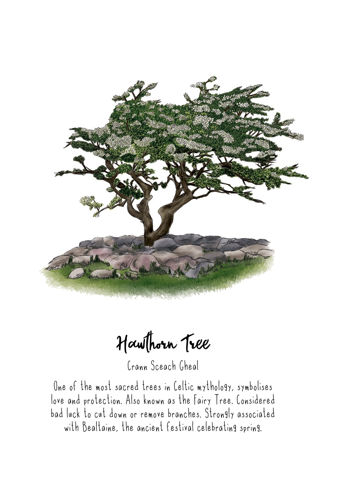 A3 Art Prints - Hawthorn Tree - Native Trees of Ireland - Irish Trees ...
