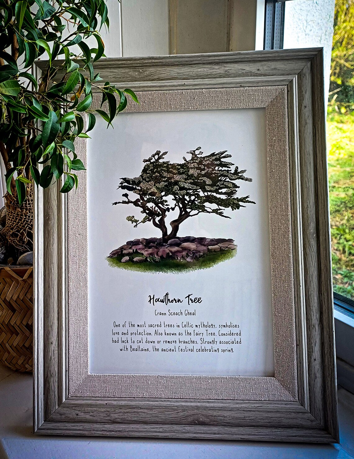 A4 Art Prints - Hawthorn Tree - Native Trees of Ireland - Irish Trees ...