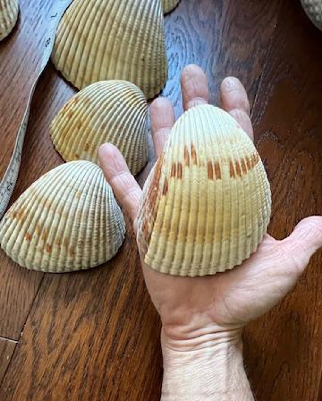 Florida Cockle Shells, Sanibel Island Giant Atlantic (heart), Florida ...
