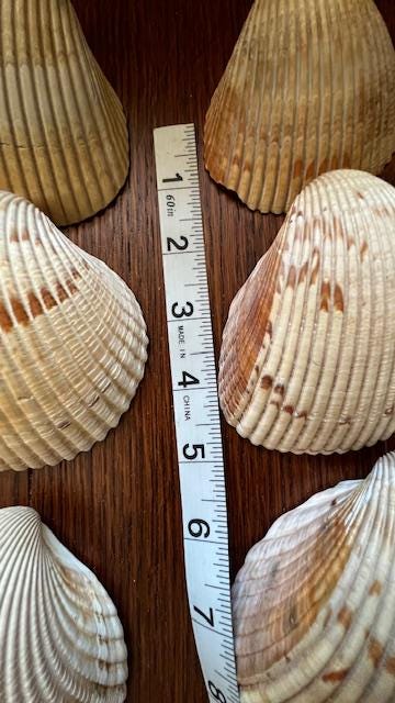 Florida Cockle Shells, Sanibel Island Giant Atlantic (heart), Florida ...