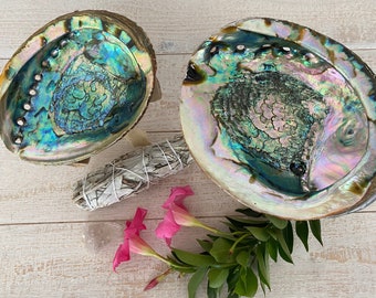 Large Abalone Shell With Stand - Etsy