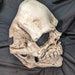 Articulating Skull Mask - Etsy