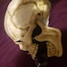 Skull Helmet Mask (movable Jaw) - Etsy UK
