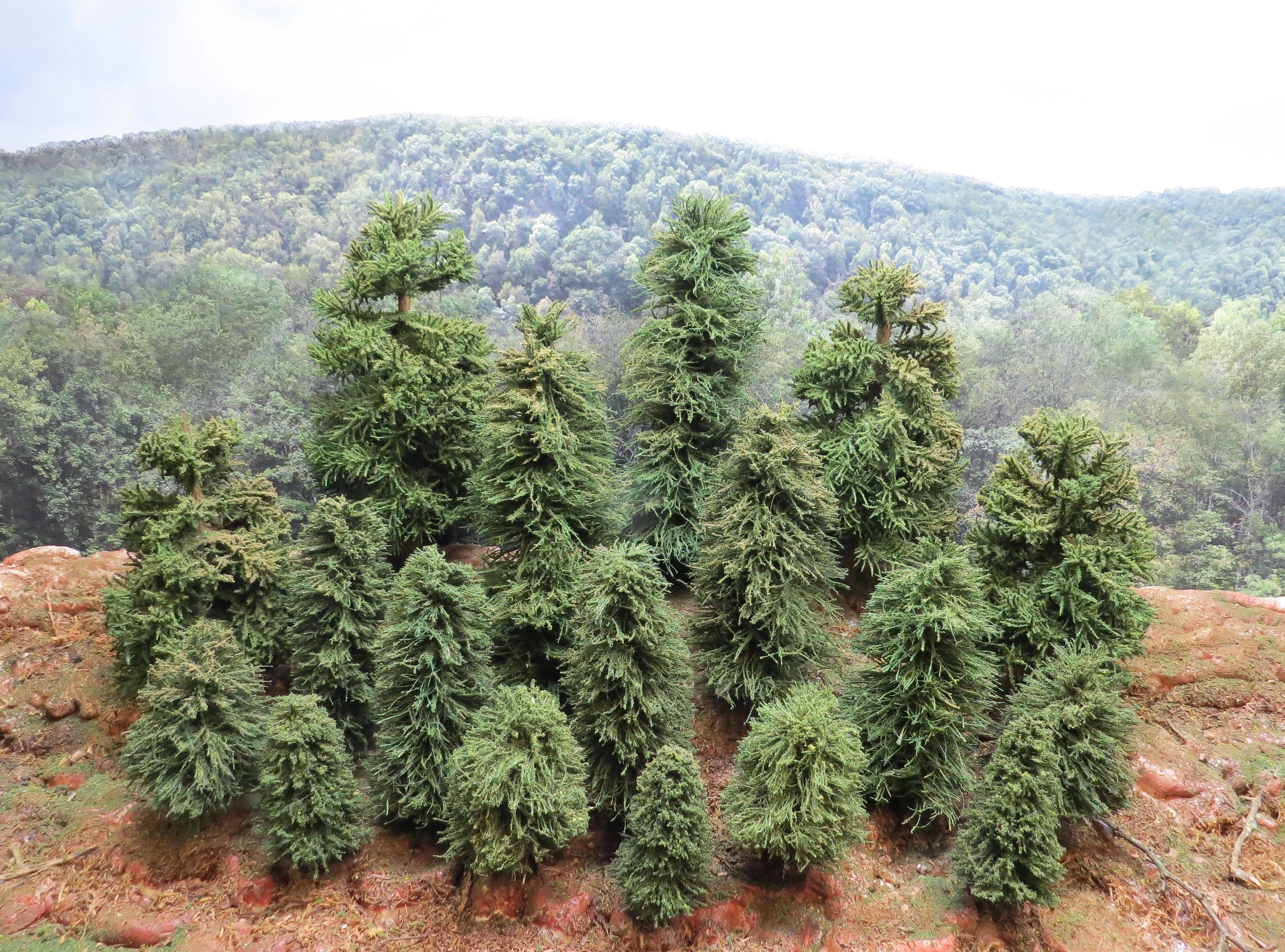 18 Realistic HO , ON30, and O Scale Handcrafted Pine Trees for Train ...