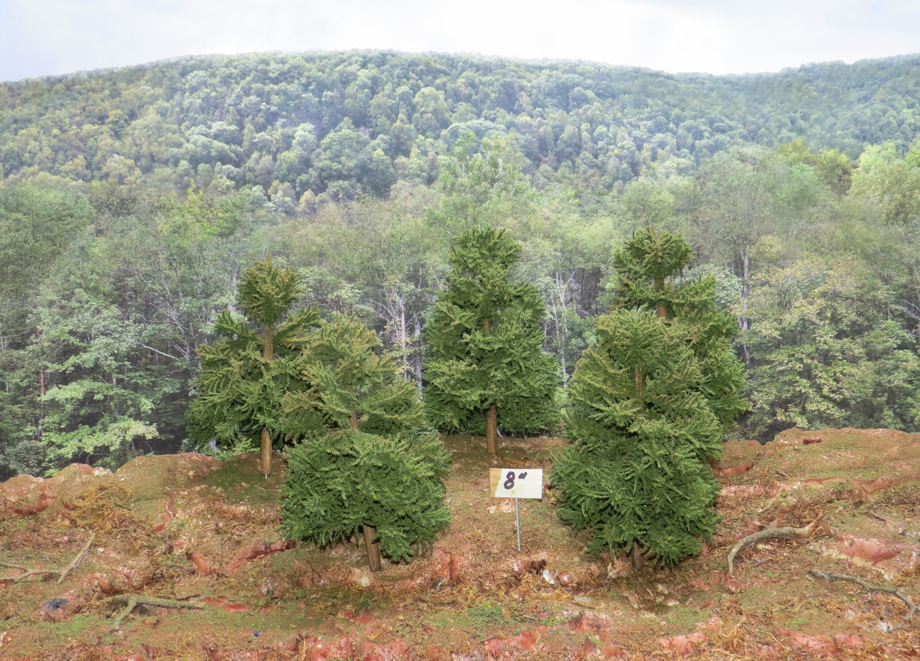 5 Realistic HO , ON30, and O Gauge 8 Inch Handmade Pine Trees for Train ...