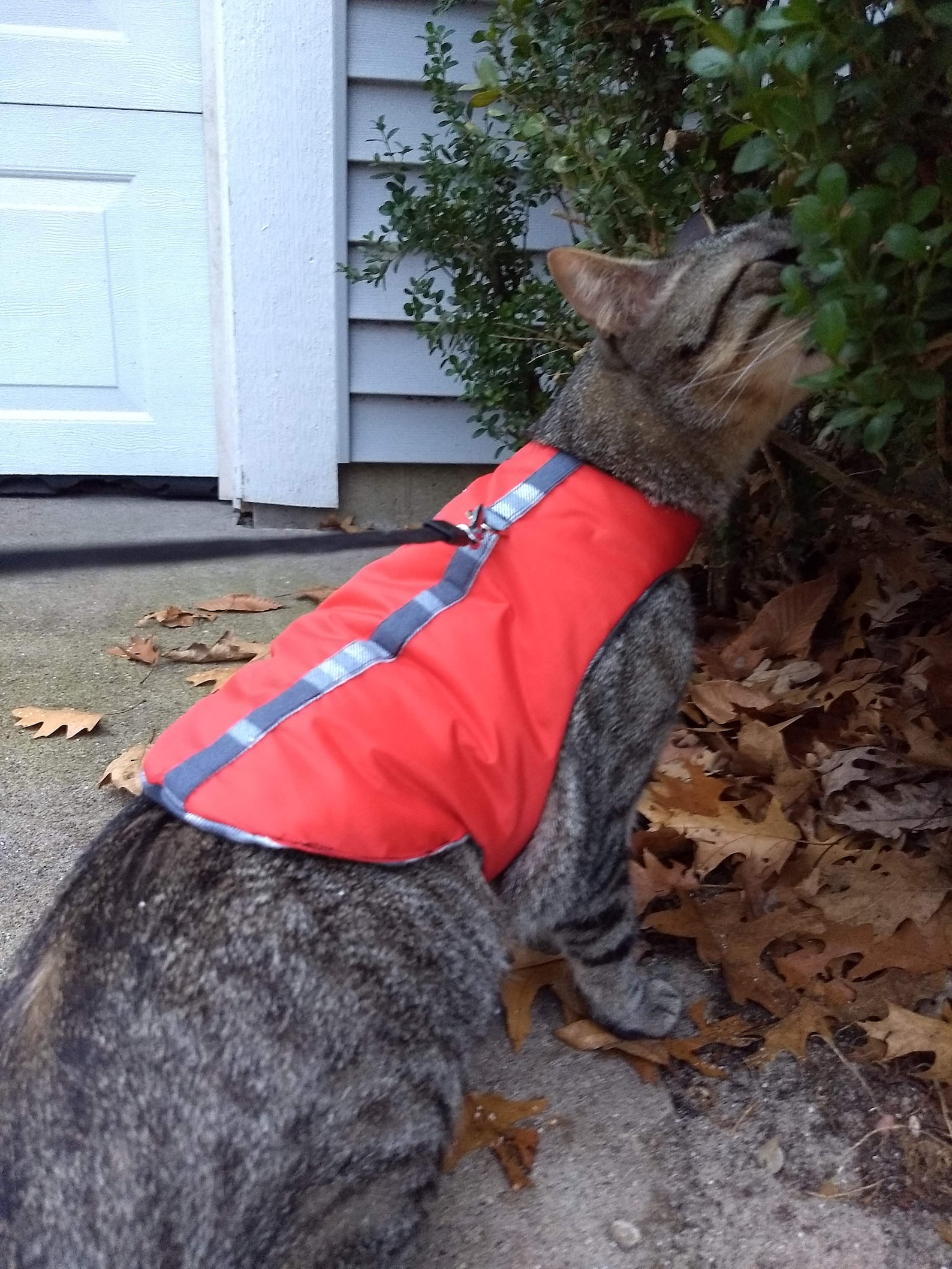 Winter Jacket Cat Harness: Digital Sewing Pattern - Etsy