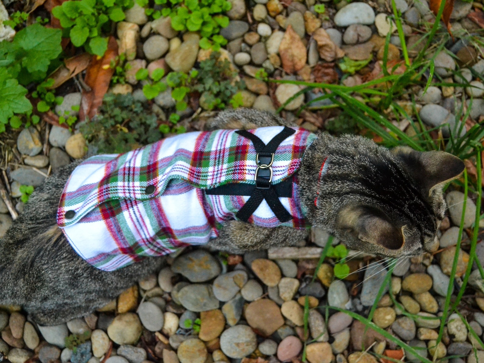 Cat Jacket Harness: Digital PDF Pattern - Etsy Ireland