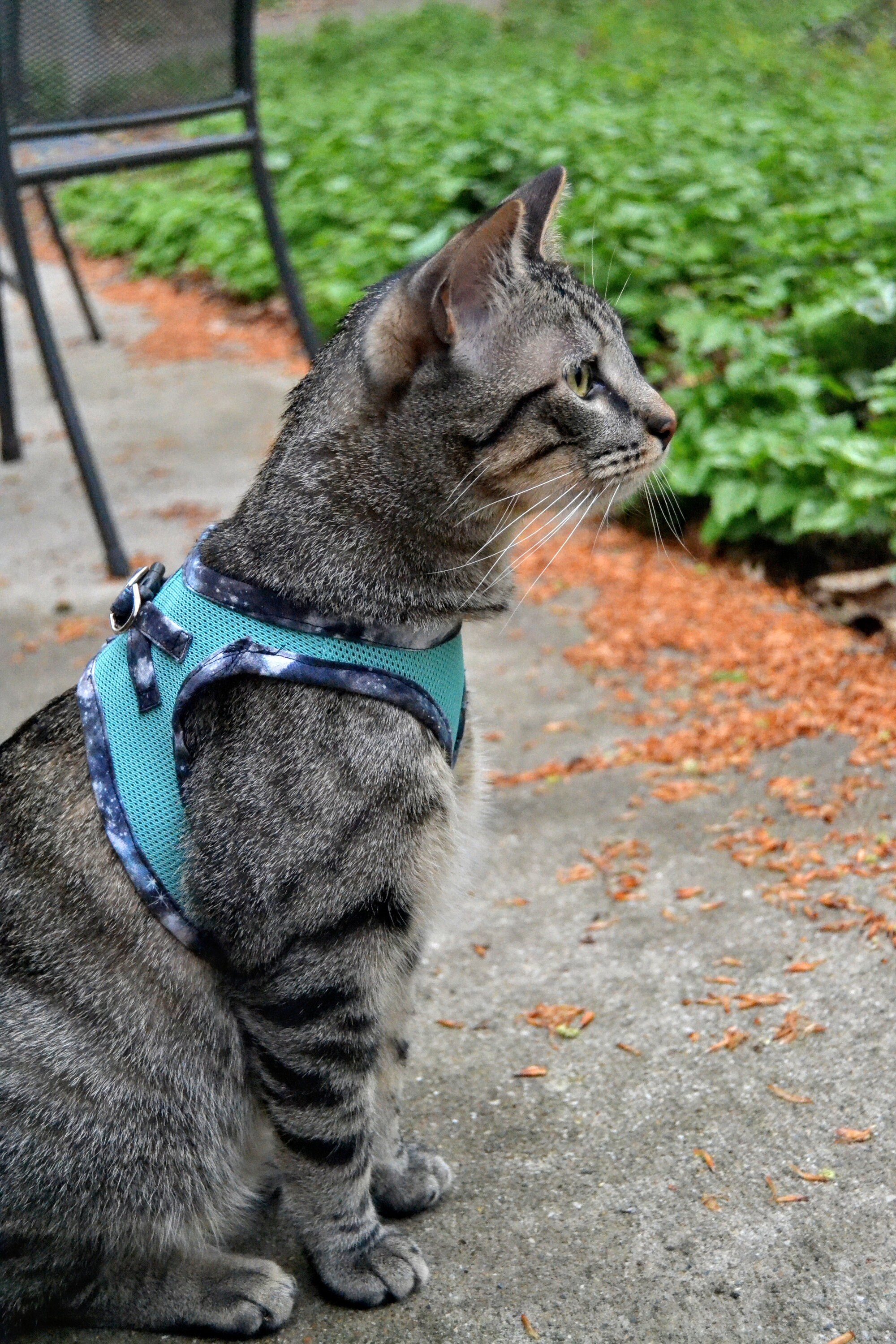 Mesh Step-in Harness: Digital PDF Pattern | Etsy UK