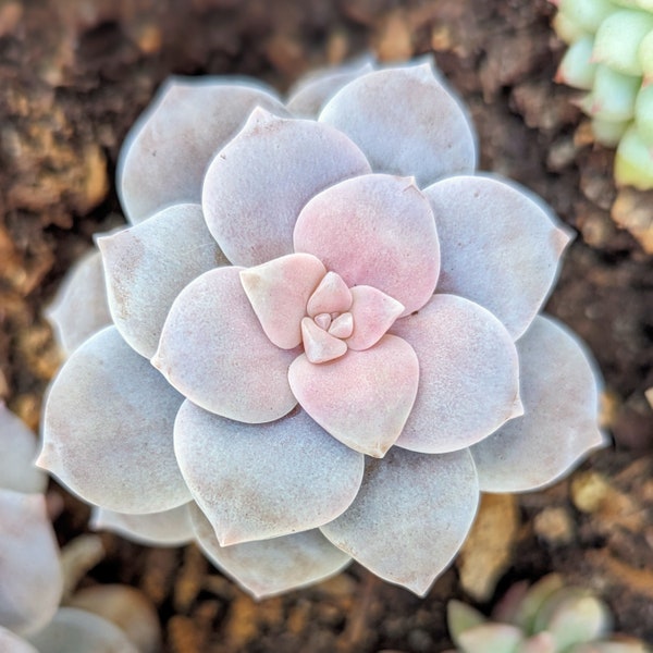 Superbum Succulent - Etsy