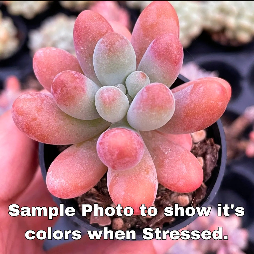 Sedum Patrick Star it's Like a Fatter Leaved Version of Sedum ...