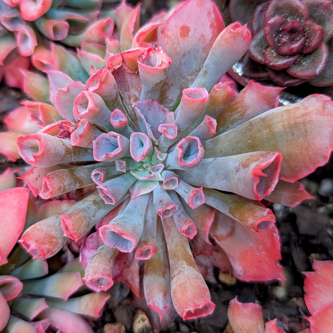 2.25 Echeveria Trumpet Pinky N66 Live Plant Rare - Etsy
