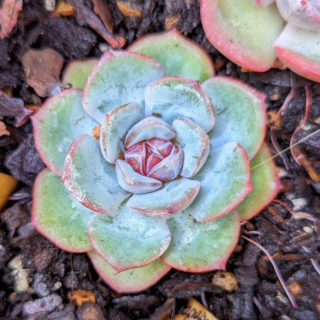 Echeveria Hakuna Matata 2" - B45g - Live Plant -rare Succulent - Rooted ...