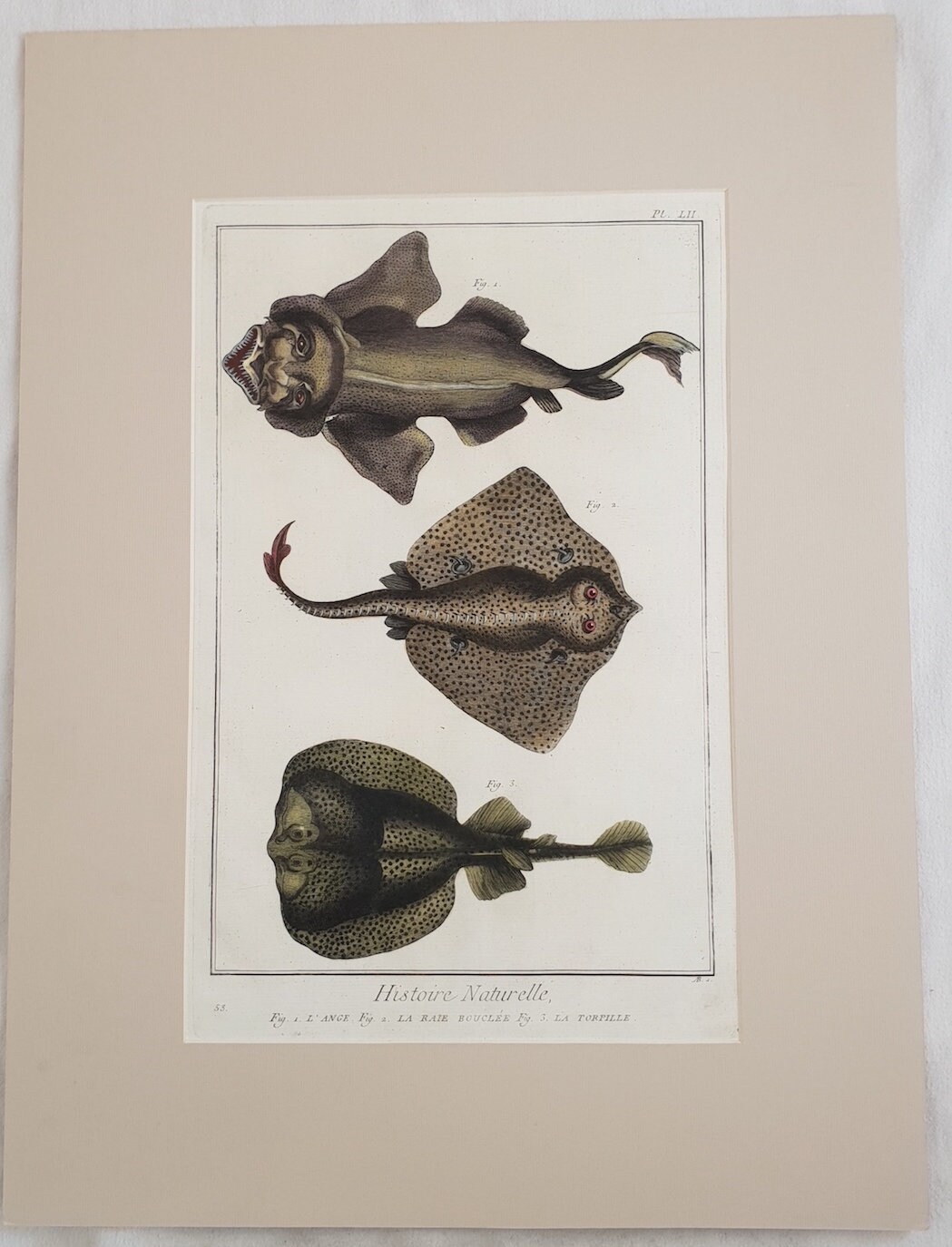 Big Copper Engraving Angel Fish Ray Torpedo Coloured by Hand - Etsy