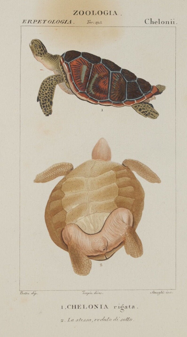 Engraving Turtle Malaclemys Terrapin Coloured 1831 Turpin Pretre - Etsy