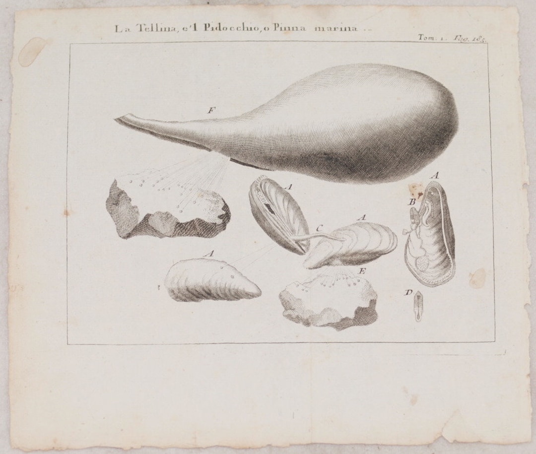 Zoological Print 18th Noble Pen Shell Fan Mussel Wedge Clam - Etsy