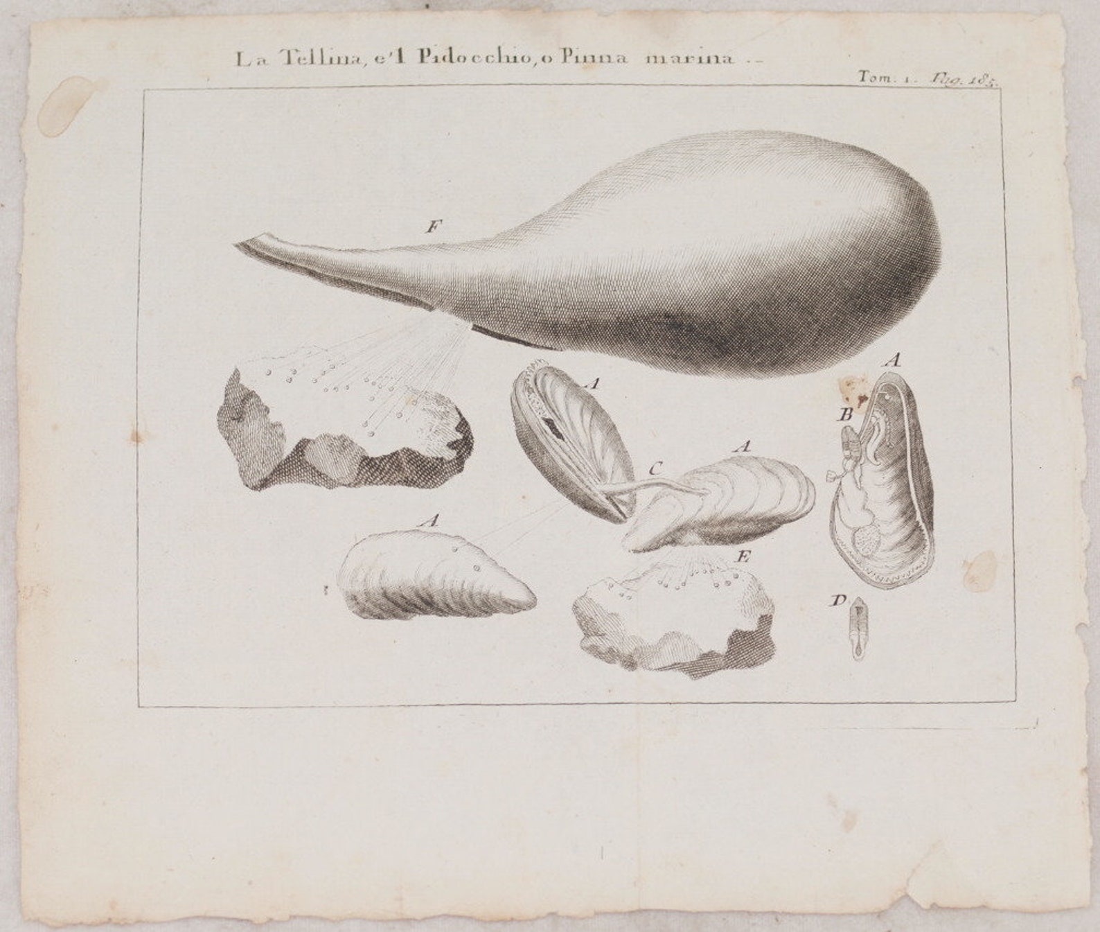 Zoological Print 18th Noble Pen Shell Fan Mussel Wedge Clam - Etsy