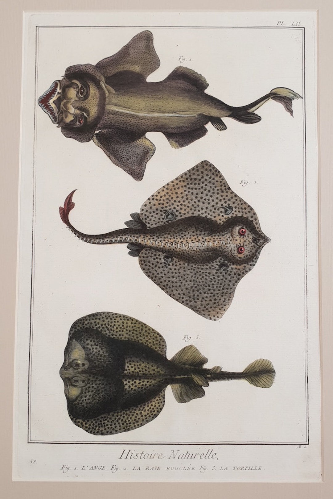 Big Copper Engraving Angel Fish Ray Torpedo Coloured by Hand - Etsy