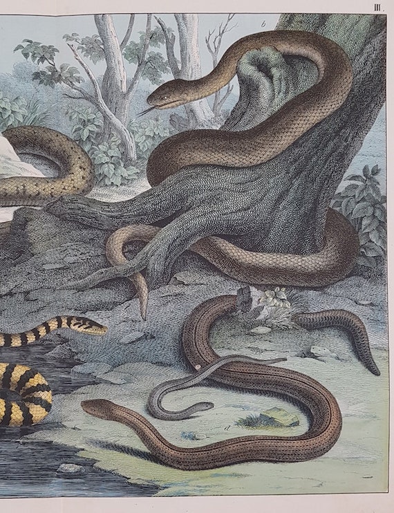 Art & Collectibles Large Antique print.1869.Chromolithograph.Natural ...