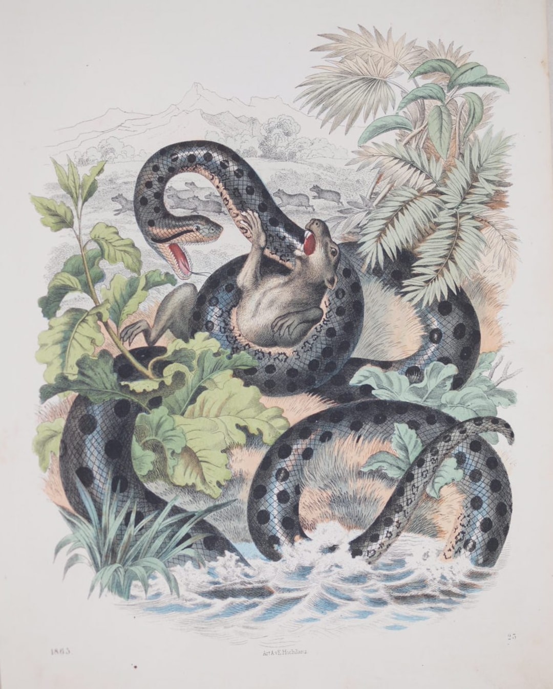 Engraving Anaconda Snake and Capybara Coloured 1865 - Etsy