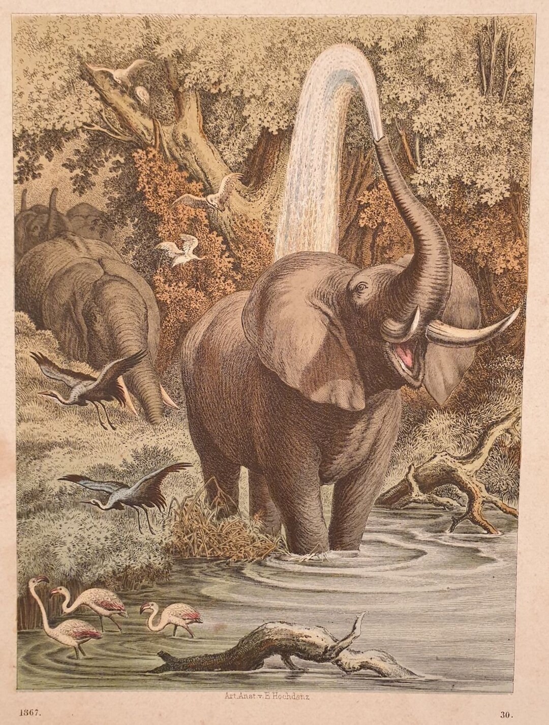 Steel Etching Coloured by Hand 1863 Elephant - Etsy