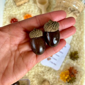 Fall Harvest Sensory Kit- Sensory Bin Kits- Sensory Play- Learning Play ...