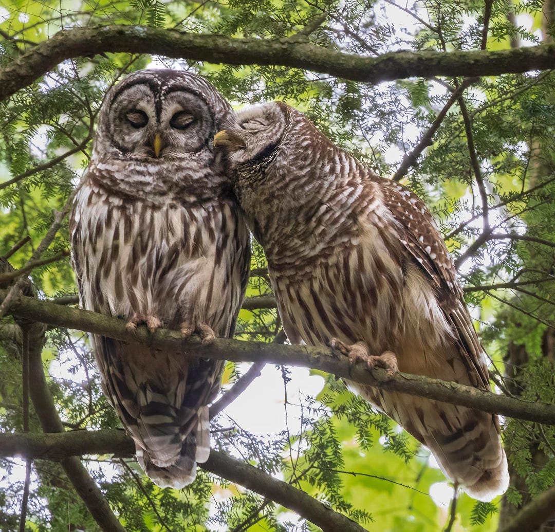 Barred Owl Lovers - Etsy