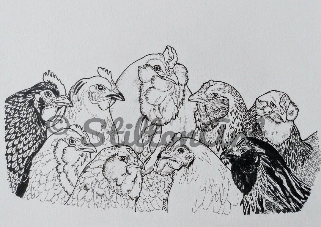 Chicken Flock Portrait Coloring Page, Downloadable - Etsy