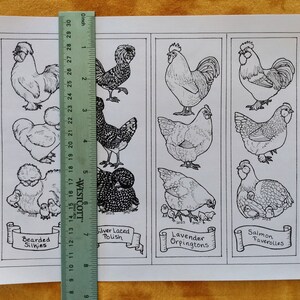 Downloadable Chicken Bookmarks to Color, 4 Different Breeds (silkies ...