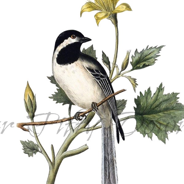 Chickadee Clip Art - Etsy