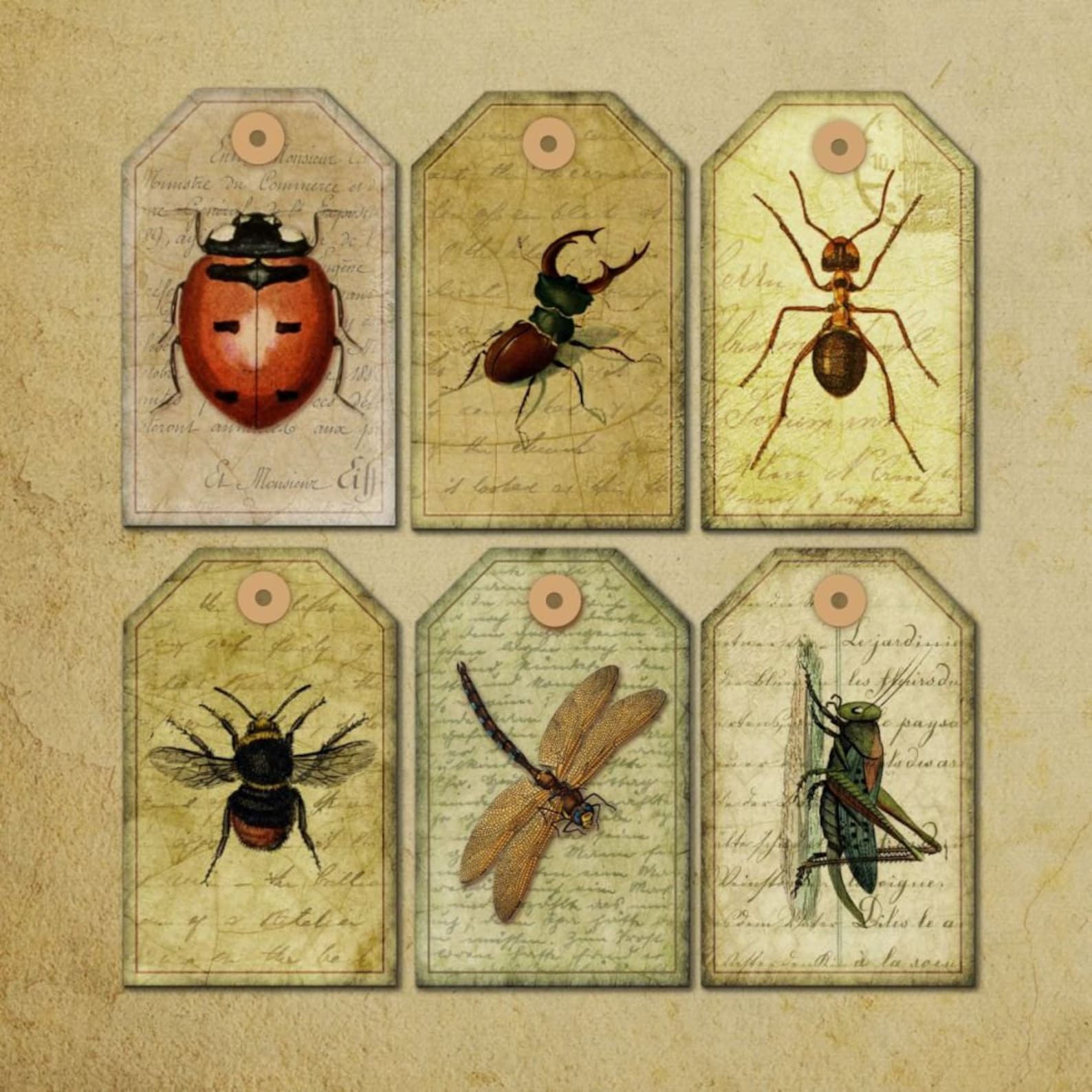 Bugs and Butterflies Insect Life Printable Digital Journal Cards - Etsy