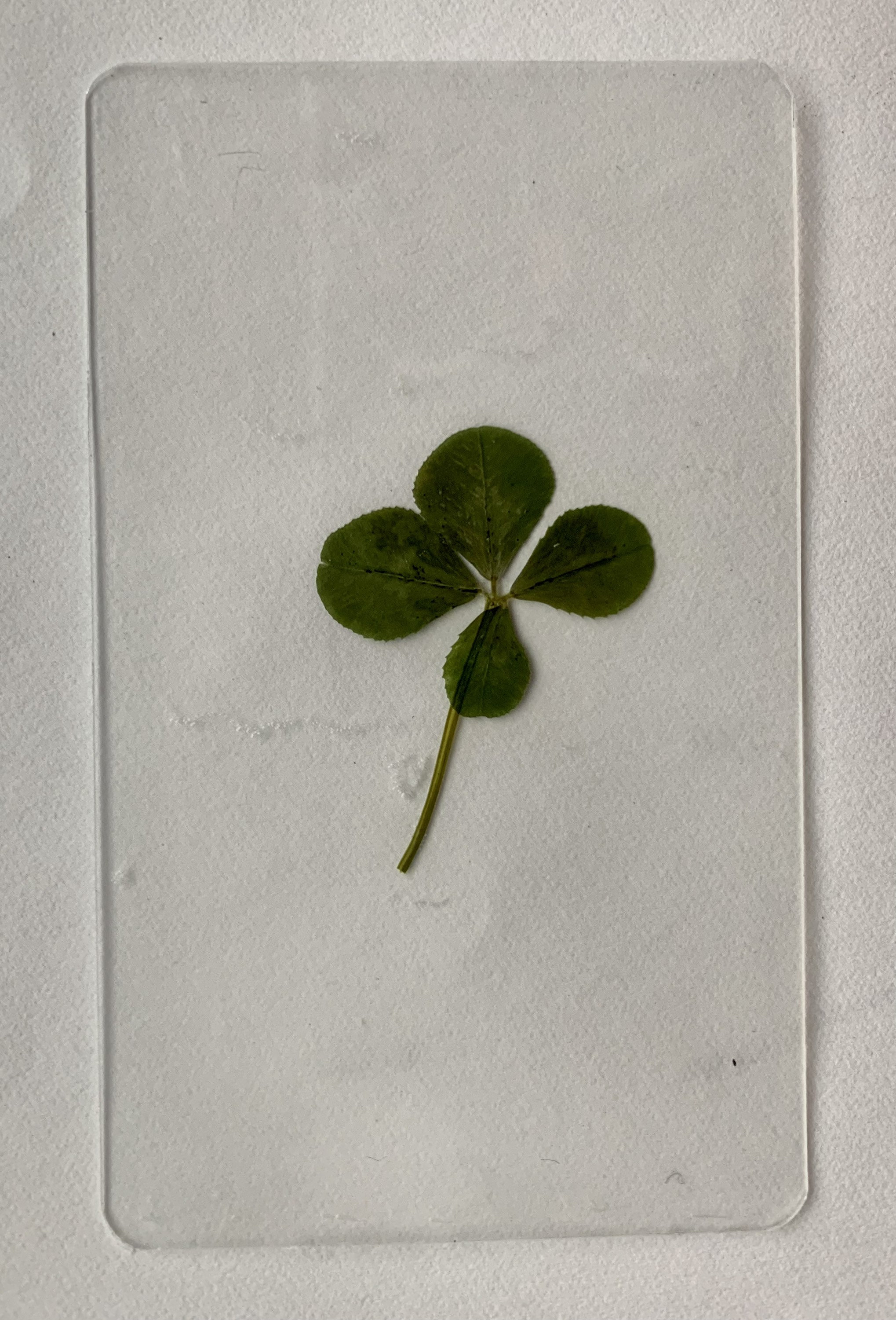 Four Leaf Clover, Batch 4 - Etsy