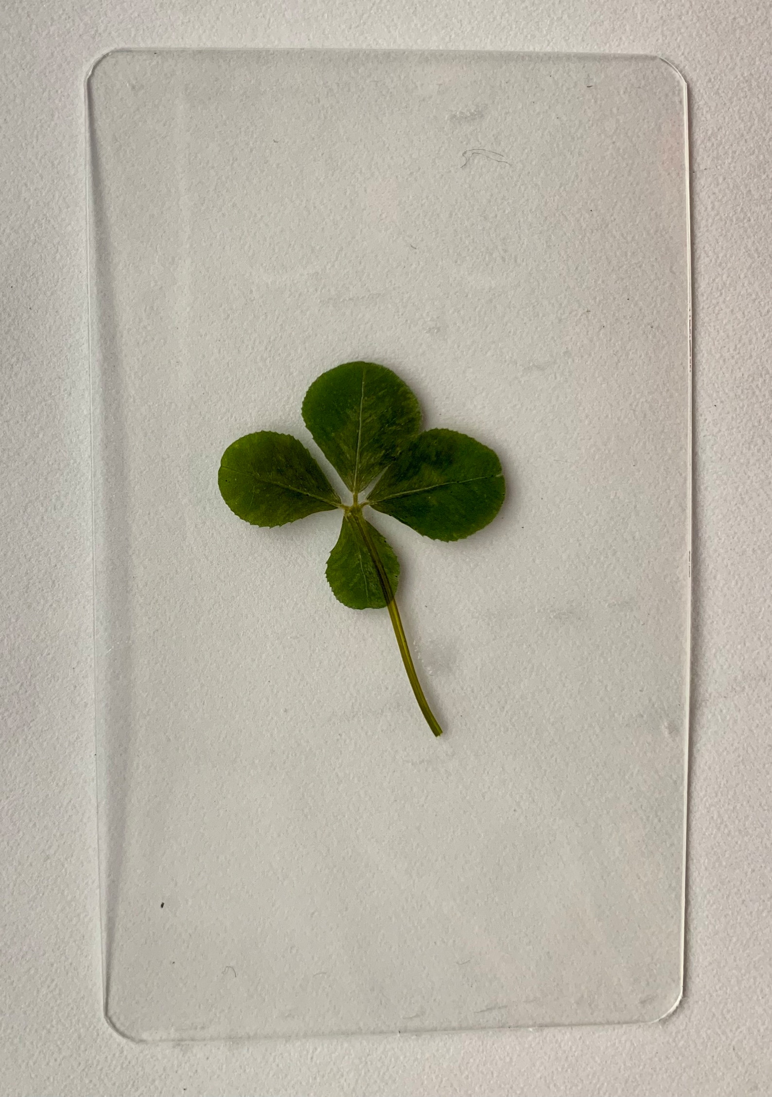 Four Leaf Clover, Batch 4 - Etsy