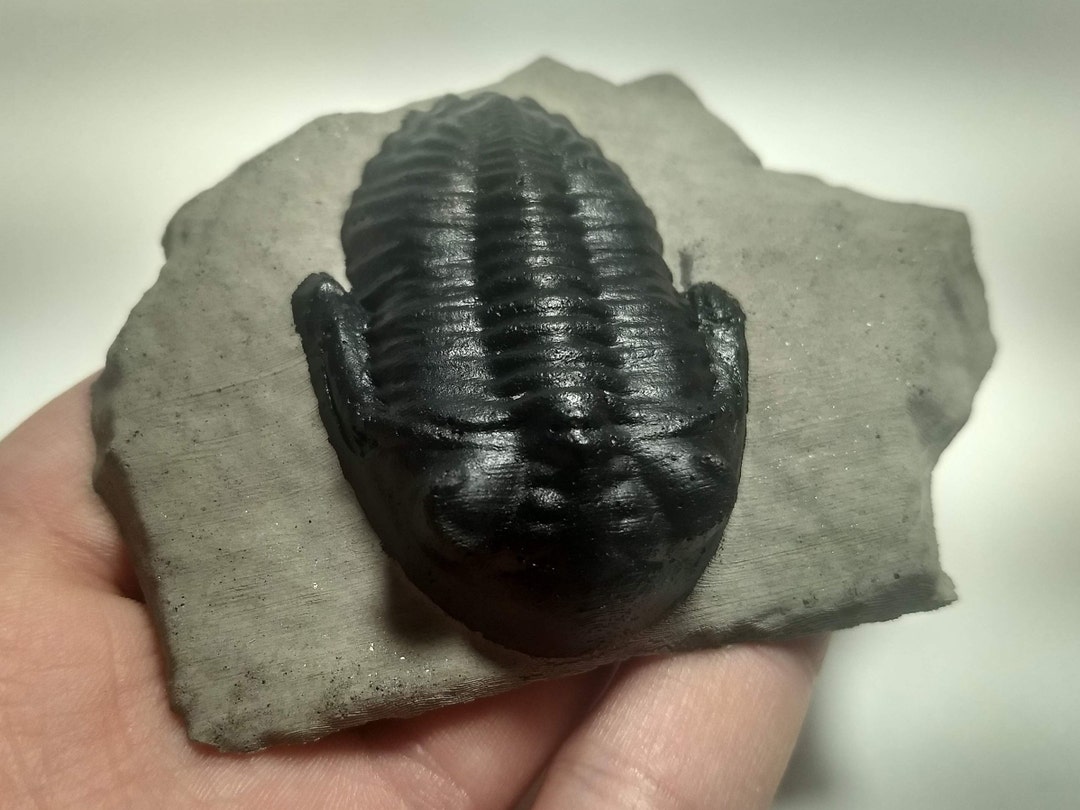 Trilobite Fossil Cement Cast Fossil Replica Desktop Art - Etsy UK