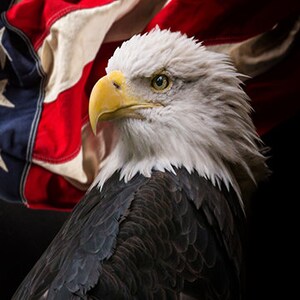 American Flag With Bald Eagle Door Cover - American Flag Decor ...