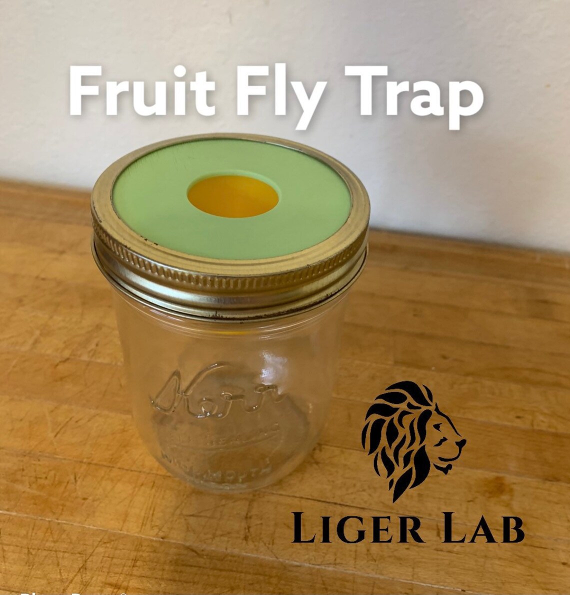 Fruit Fly Traps 1 Large Cone Etsy