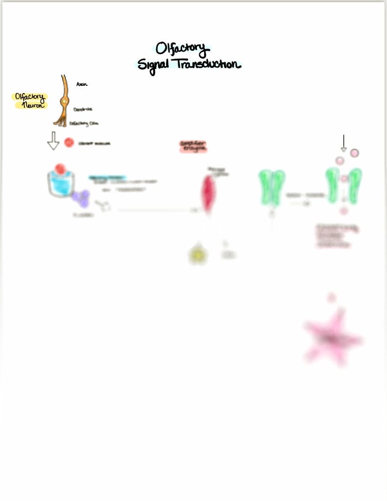 Olfactory Signal Transduction Pathway Physiology - Etsy