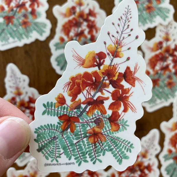 Mexican Bird of Paradise Red - Etsy