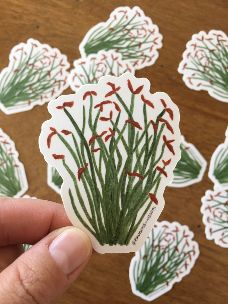 Ocotillo Vinyl Sticker - Etsy