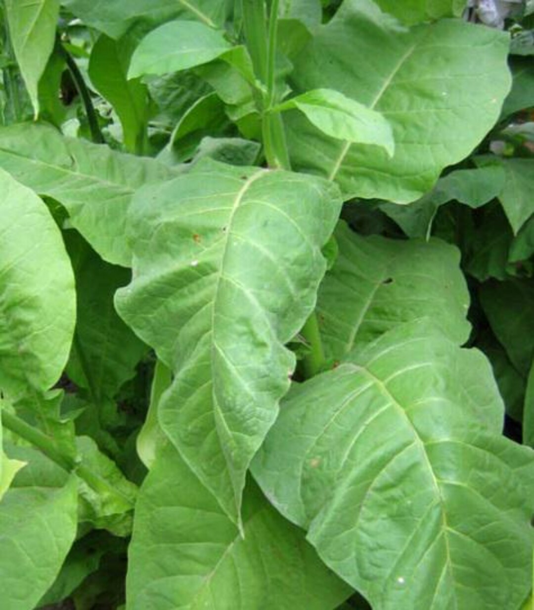 Havana Leaf Tobacco Seeds (500 Seeds) - Etsy