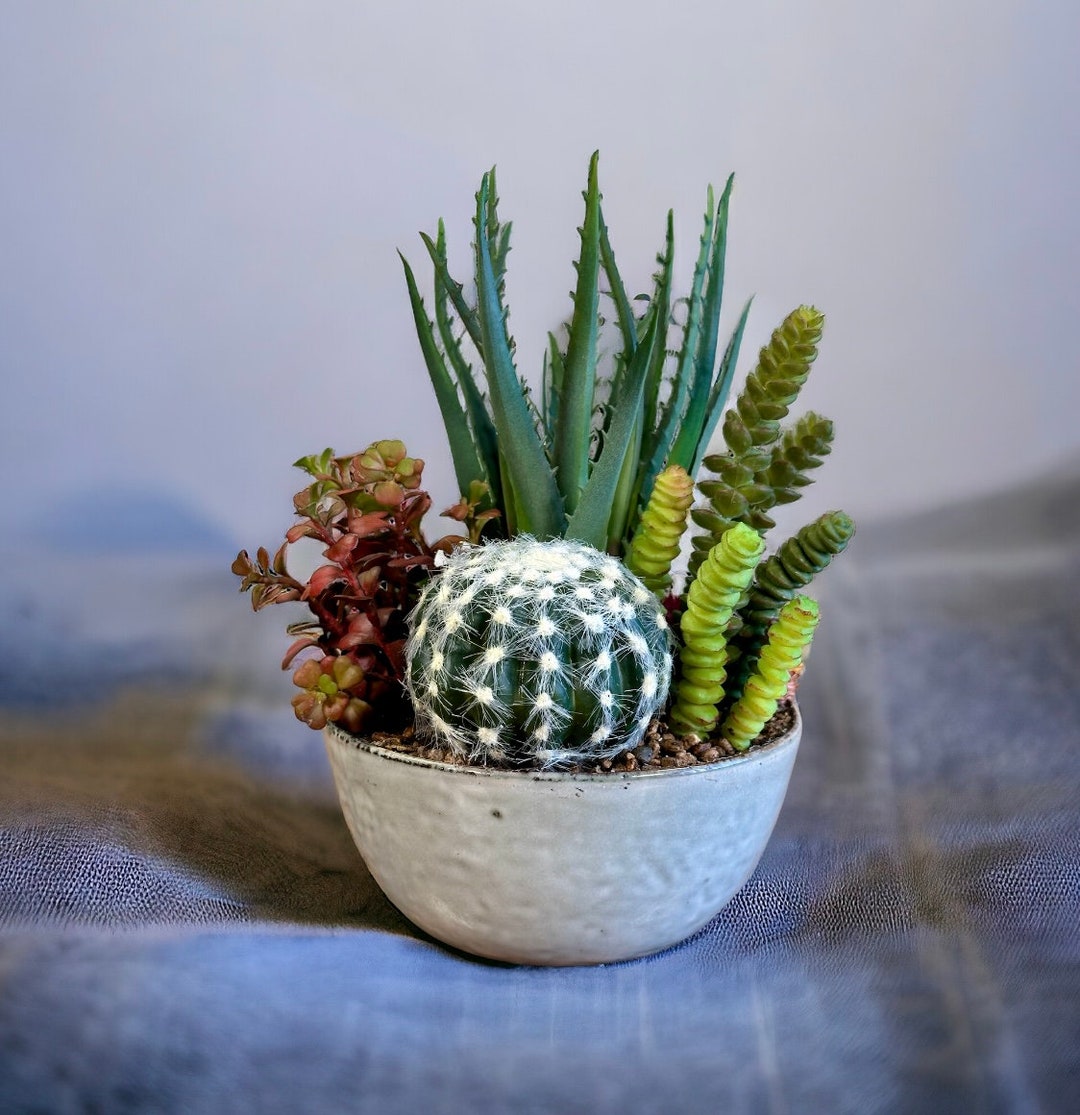 Faux Cactus Arrangement Blue Bowl Artificial Succulent Centerpiece Gift ...