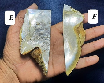 Mother Pearl Rough - Etsy