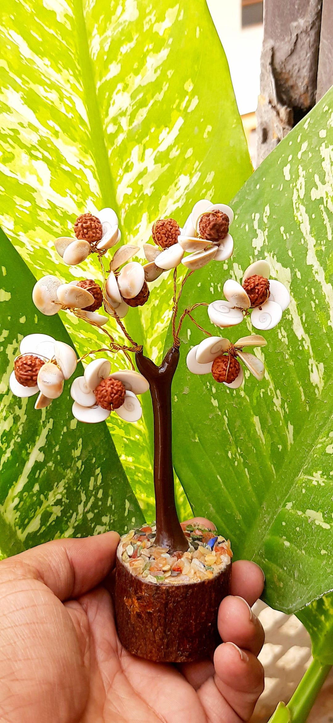 Gomti Chakra Rudraksha Tree for Diwali Puja,wealth,astrology,shiv Eyes ...